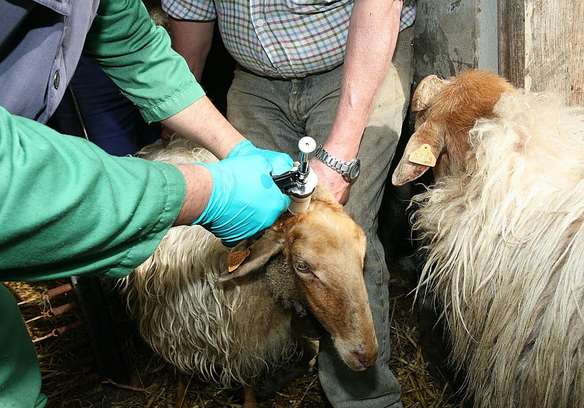 Ministerio y Junta llaman a la vacunación contra la lengua azul tras extenderse por 8 provincias ...